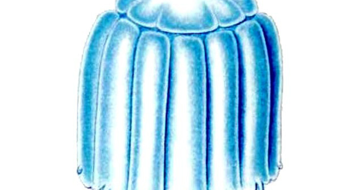 Linuche unguiculata image