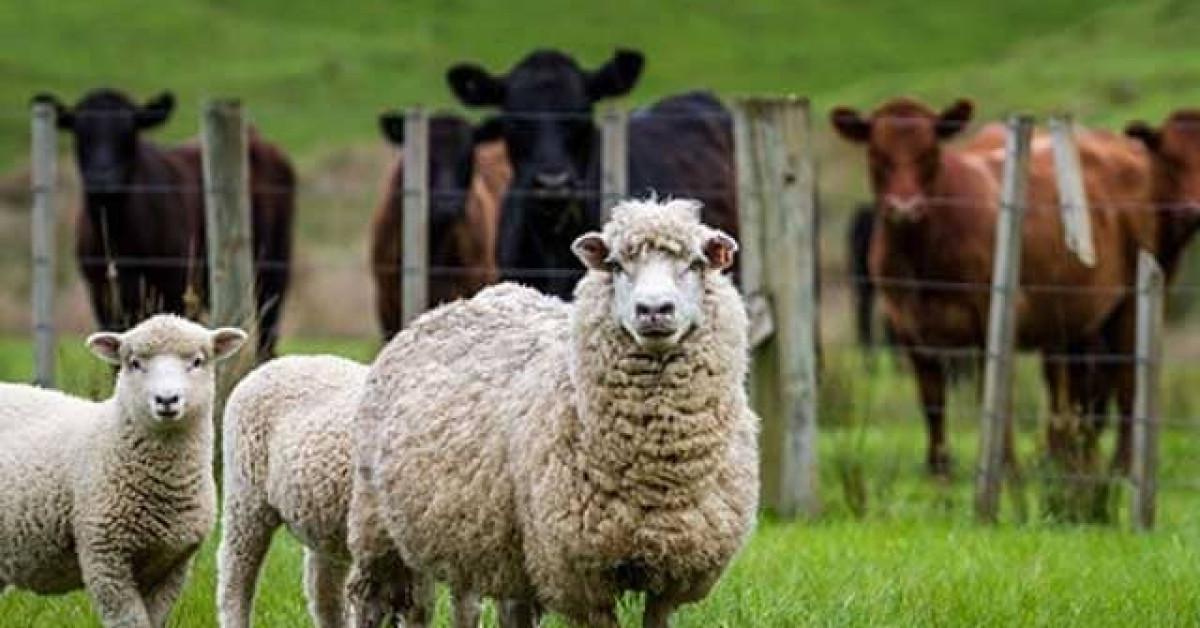 Sheep and beef image