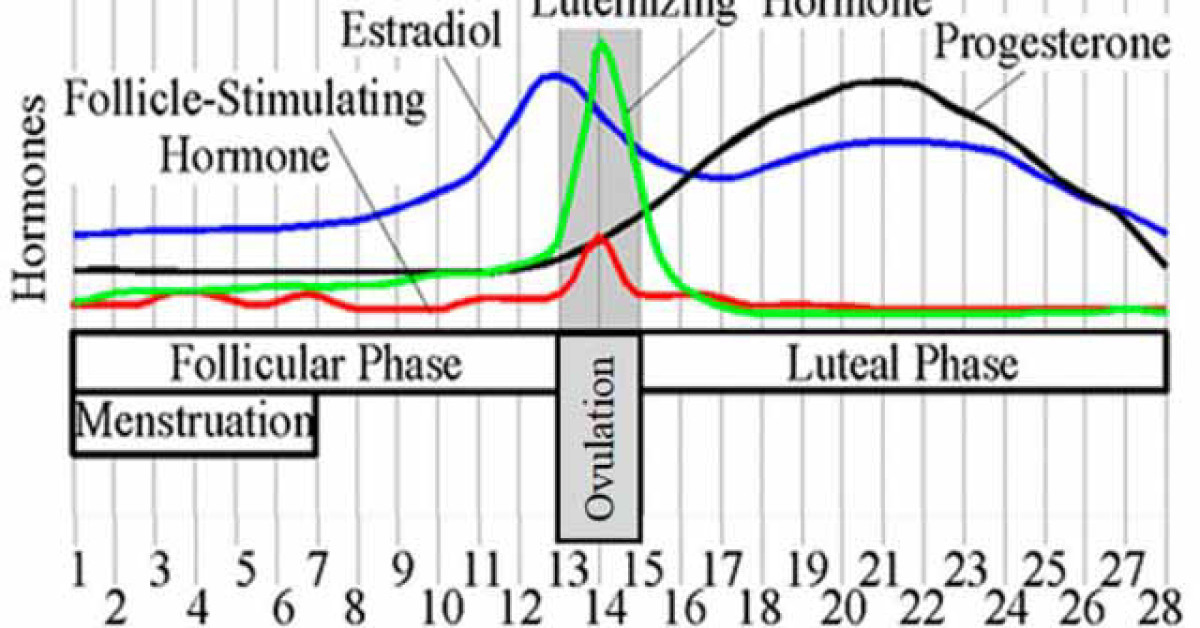Sex hormone levels over the course of the menstrual cycle image