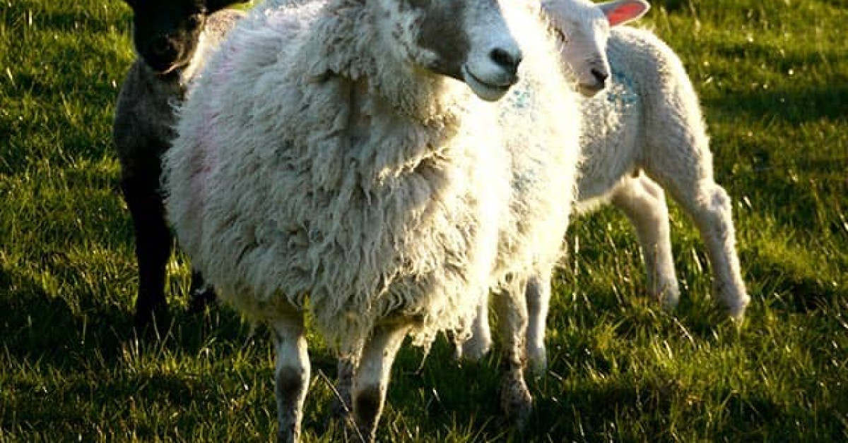 Lanolin-infused sheep's wool image