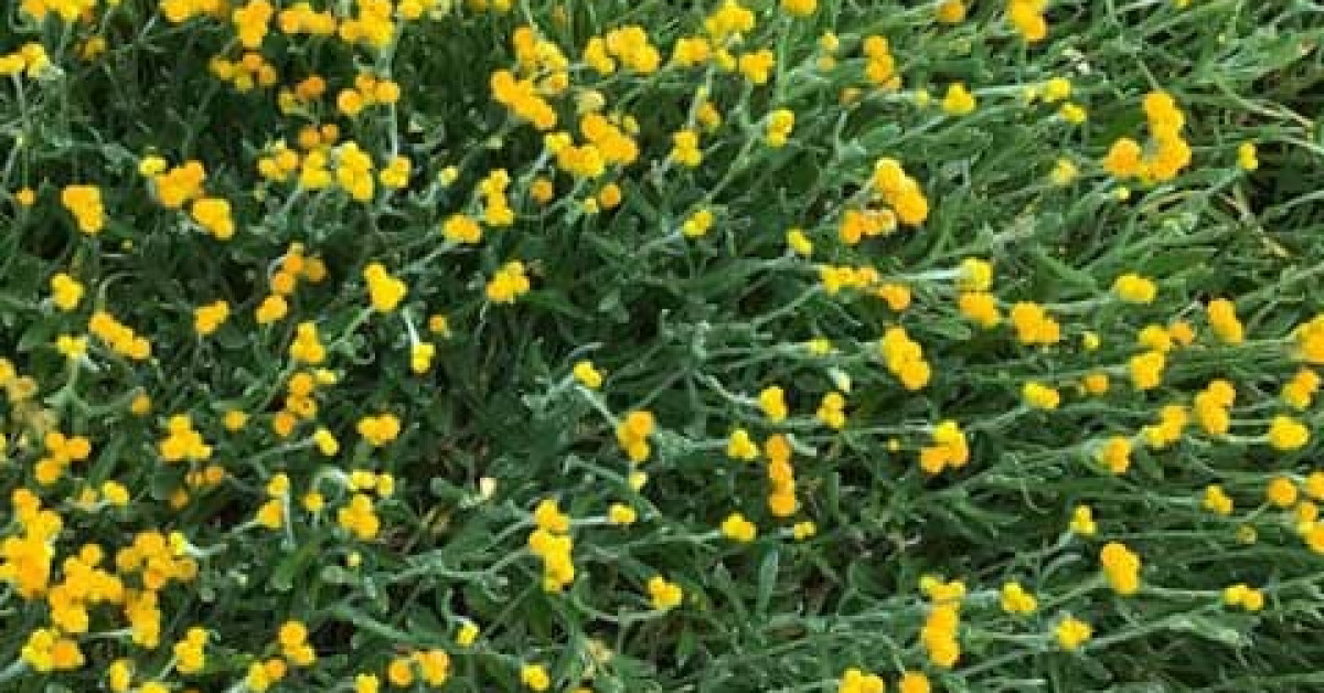 Compositae allergy image