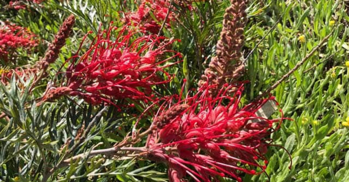 Grevillea Robyn Gordon image