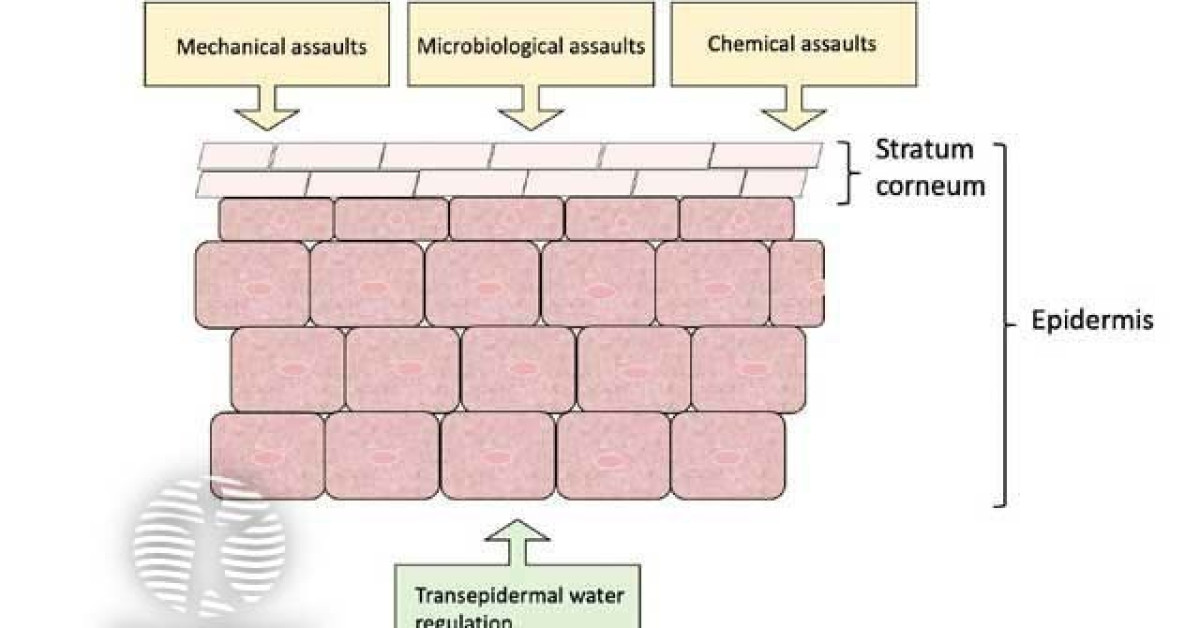 Epidermal barrier function image