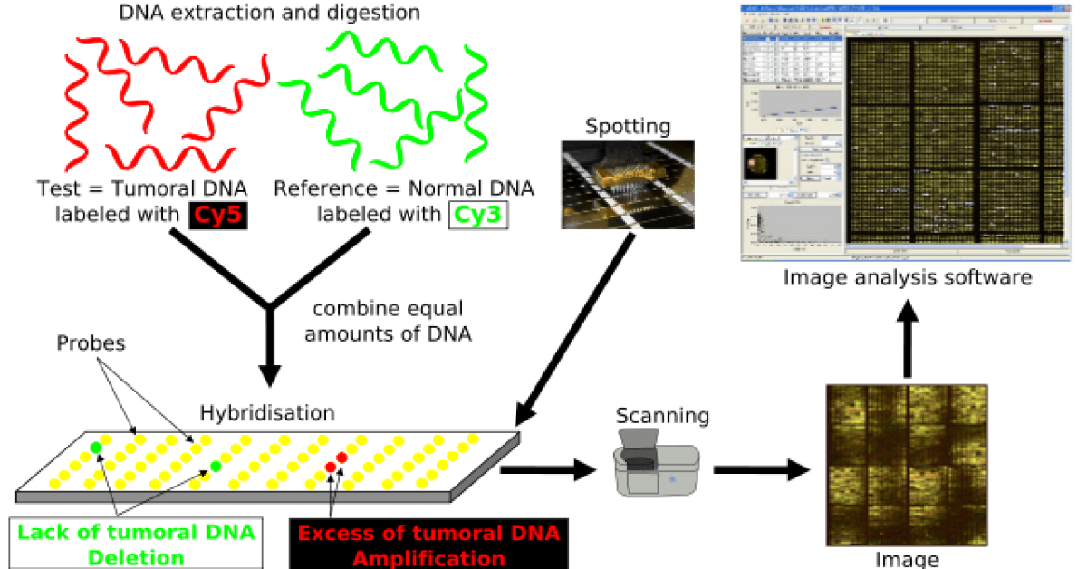 Array comparative genomic hybridisation protocol image Array comparative genomic hybridisation protocol image