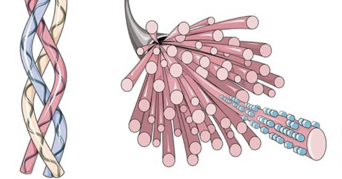 Collagen triple helix and fibrils image