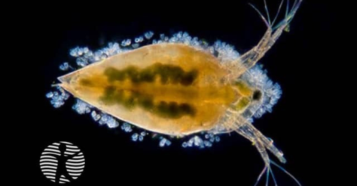 Copepod or 'water flea' image