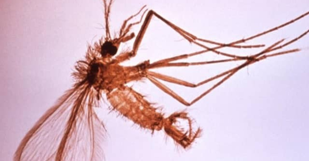 Phlebotomus sandfly image