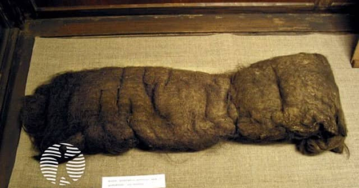 Plica polonica CM UJ2 image