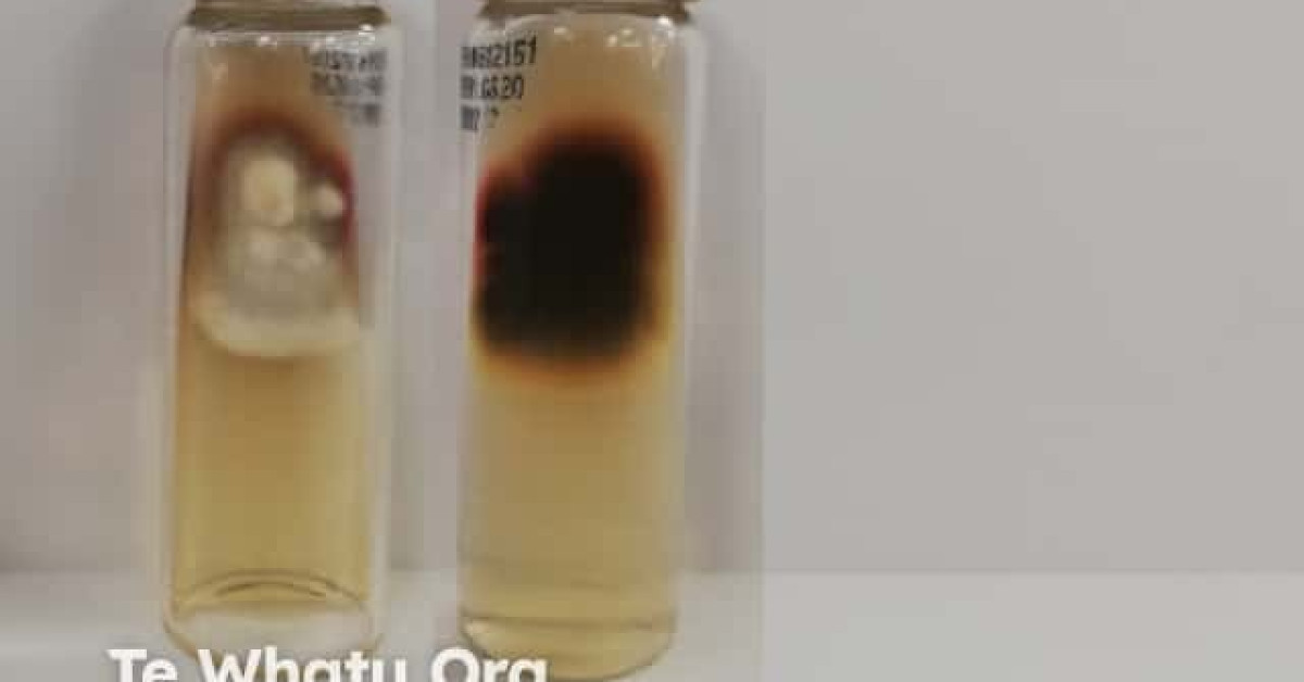 Trichophyton rubrum culture on agar slope image