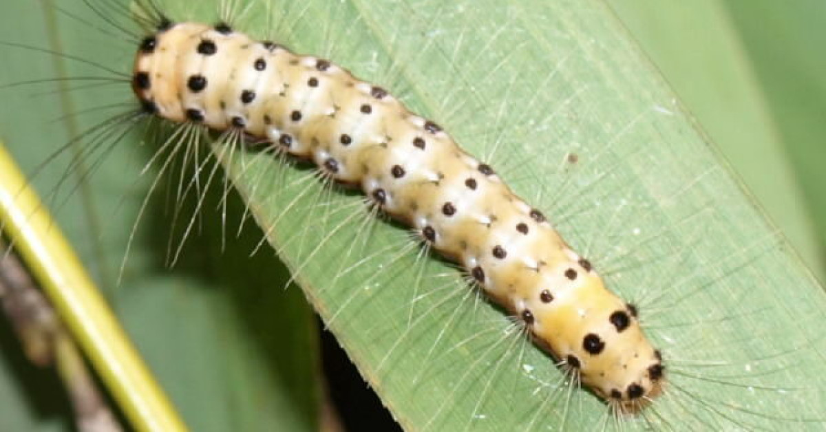 Bamboo caterpillars, which caused a rash on a gardener image