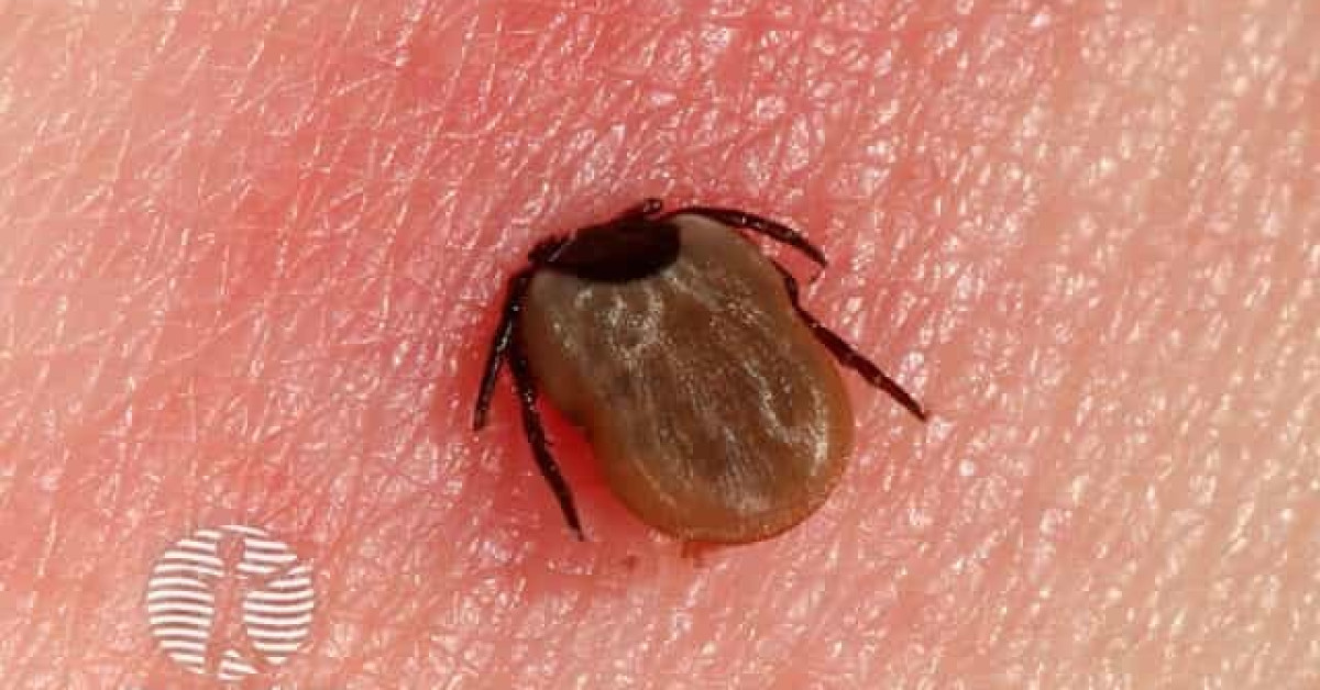 Ixodes tick image