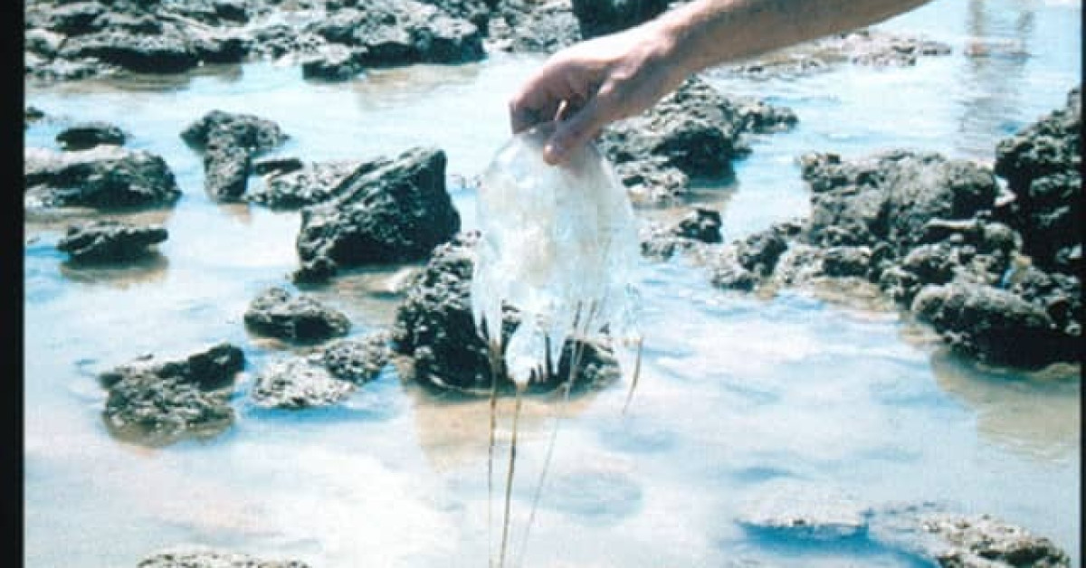 Chironex fleckeri image
