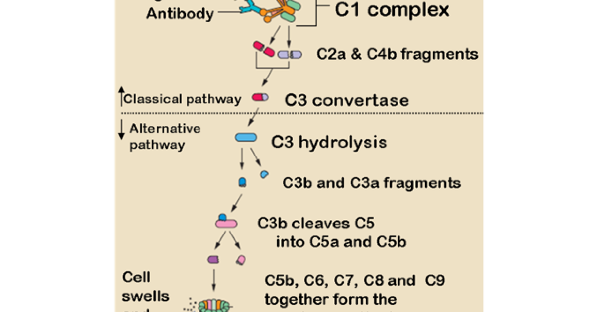 The complement pathway image