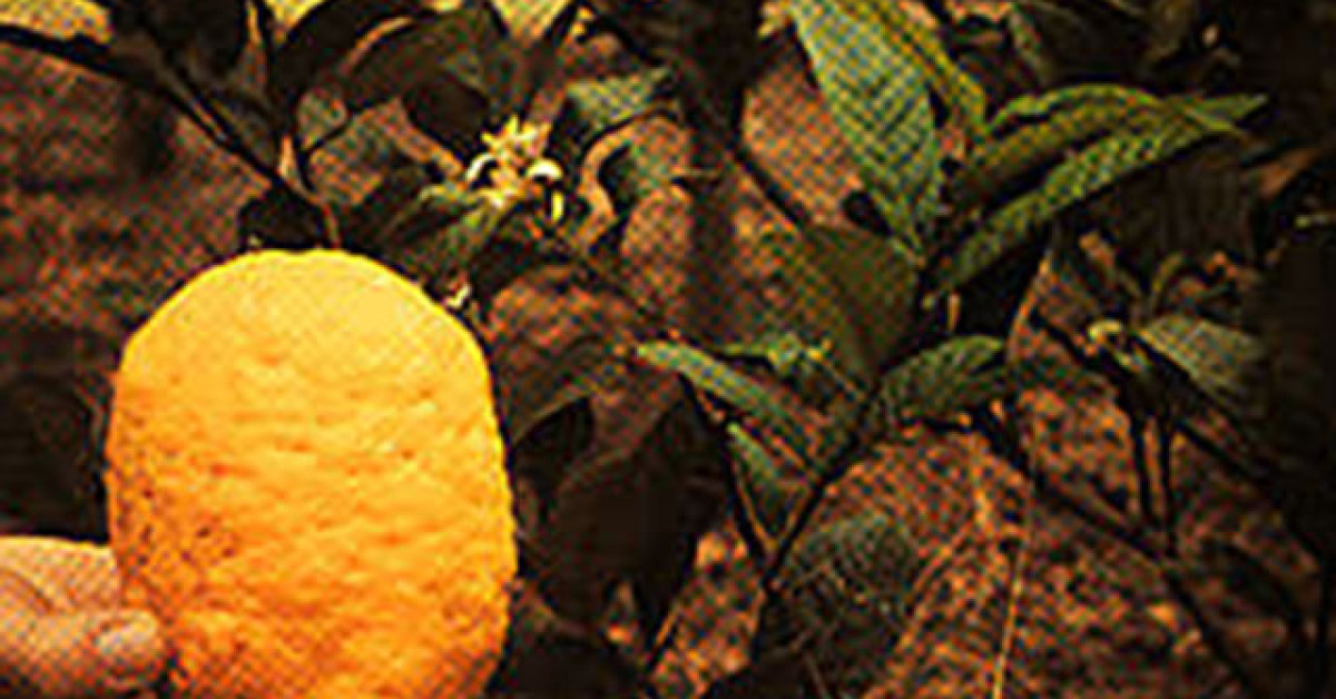 citron image