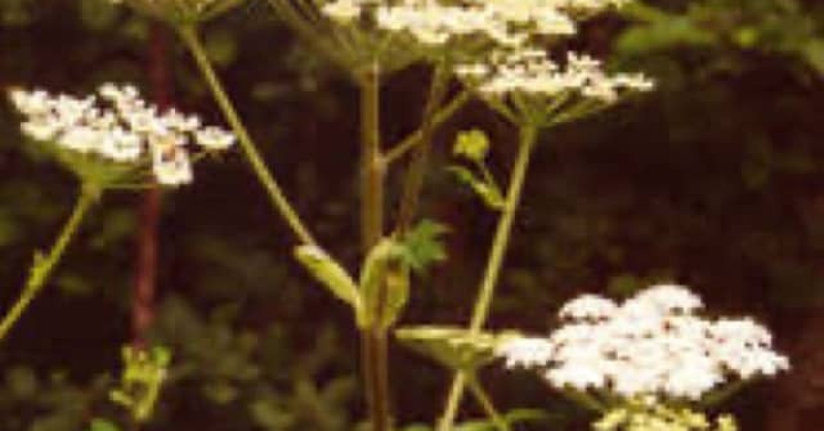 Cow parsnip image