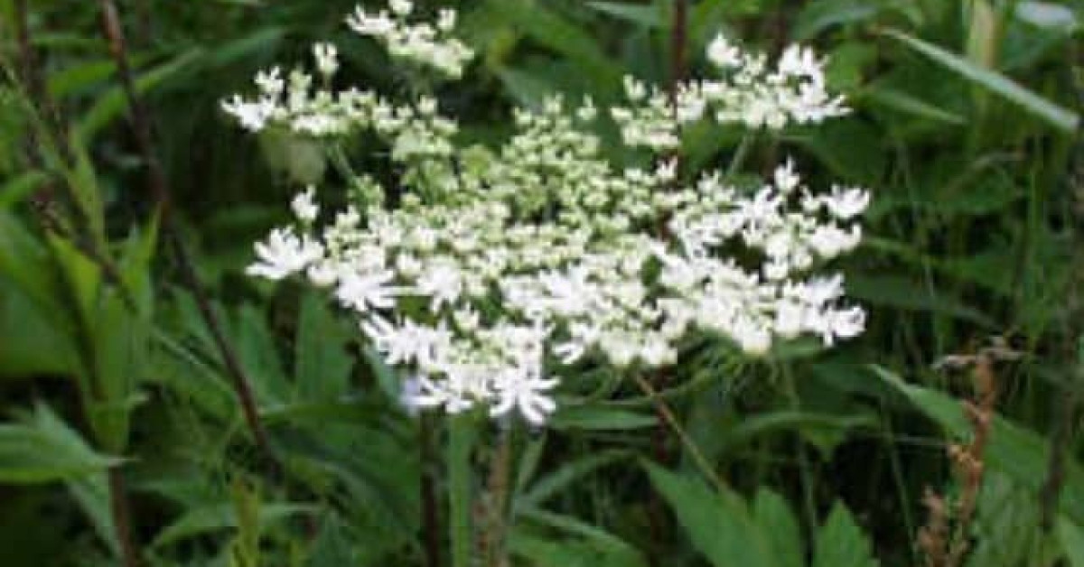 Cow parsnip image