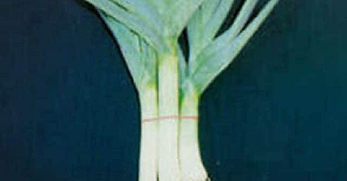 Leek image
