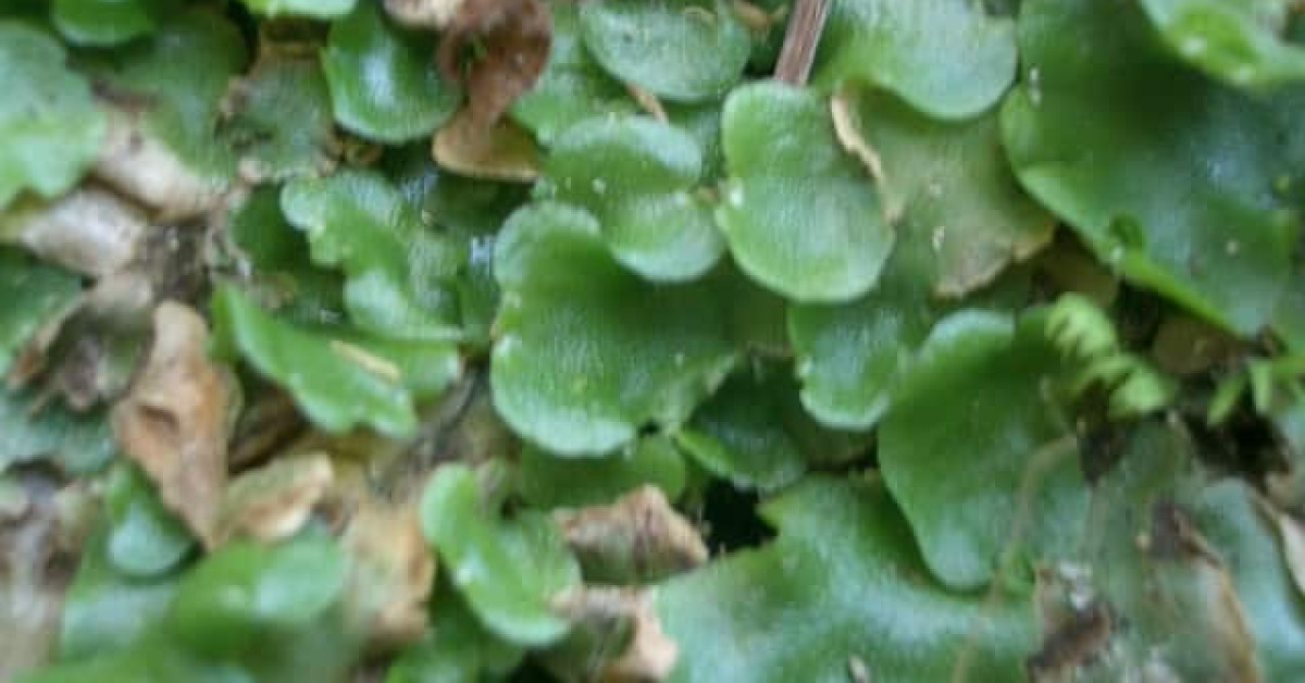 Liverwort image