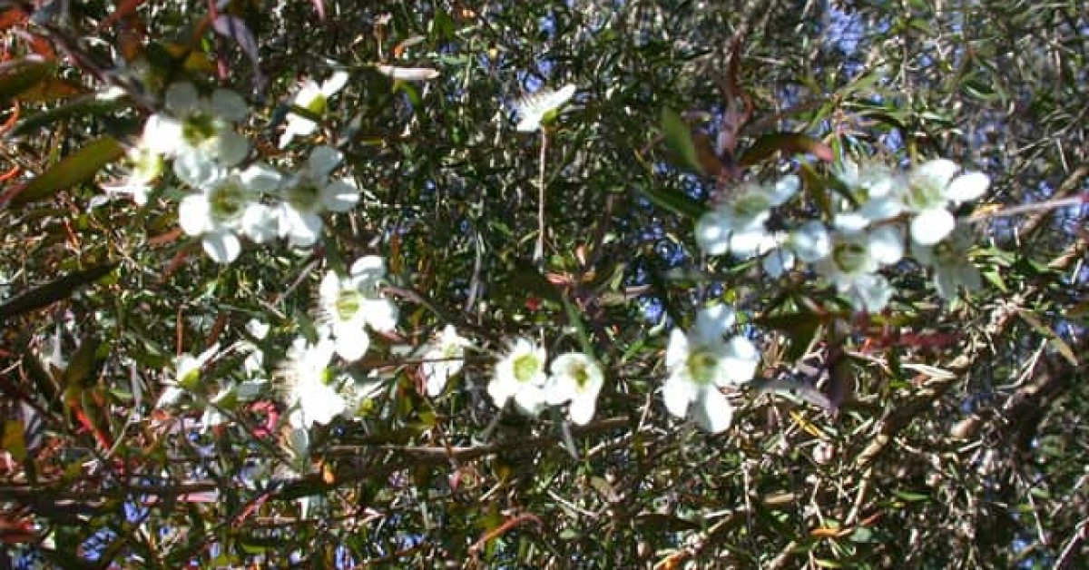 Manuka image