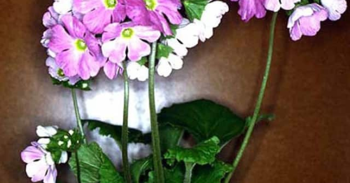 Primula obconica image