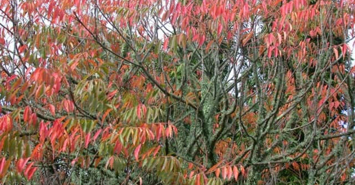 Rhus aromatica image
