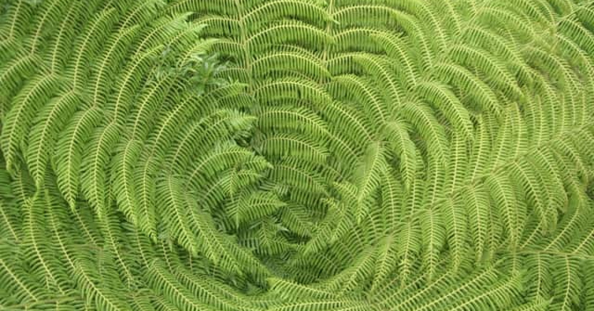 treefern image