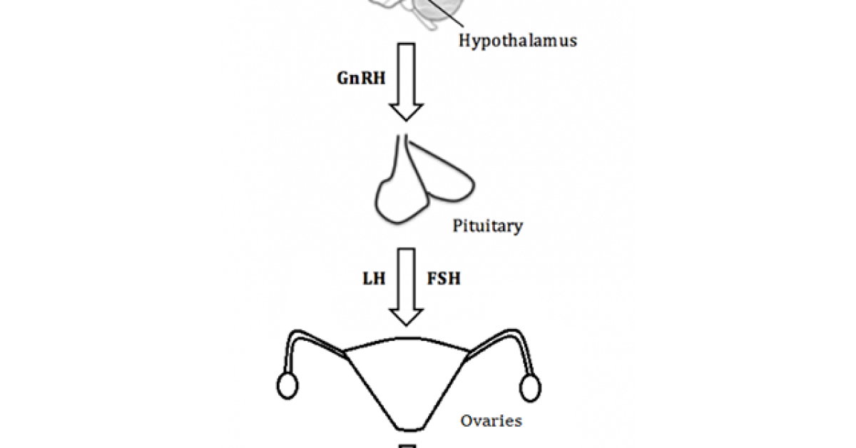 The hypothalamic–pituitary–gonadal axis pathway in females image
