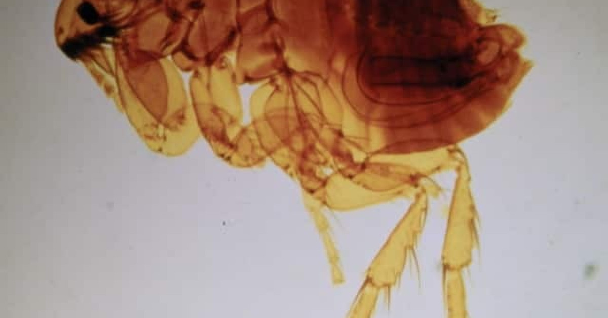 Flea image