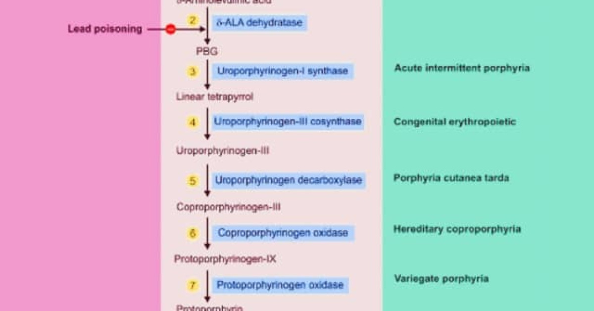 heme synthesis porphyria image