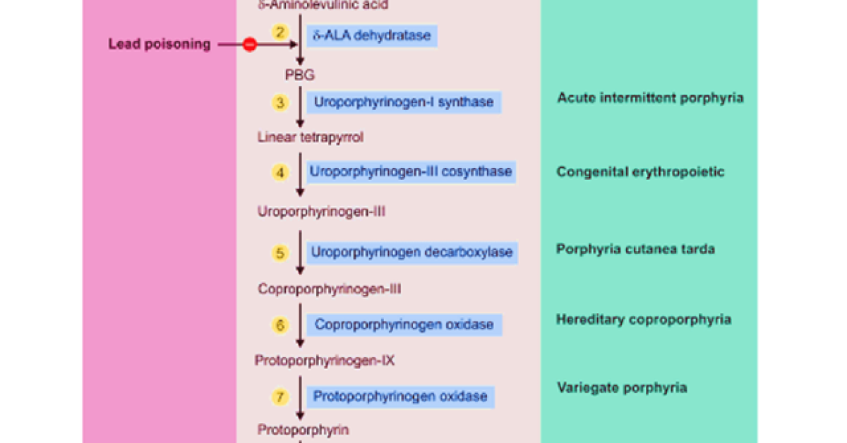 heme synthesis porphyria image