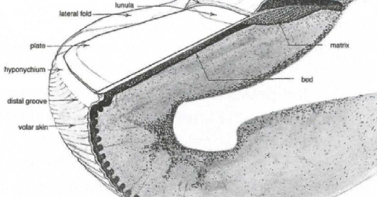 DermNet® - Diagram of nail structure. From Kittler et al. image