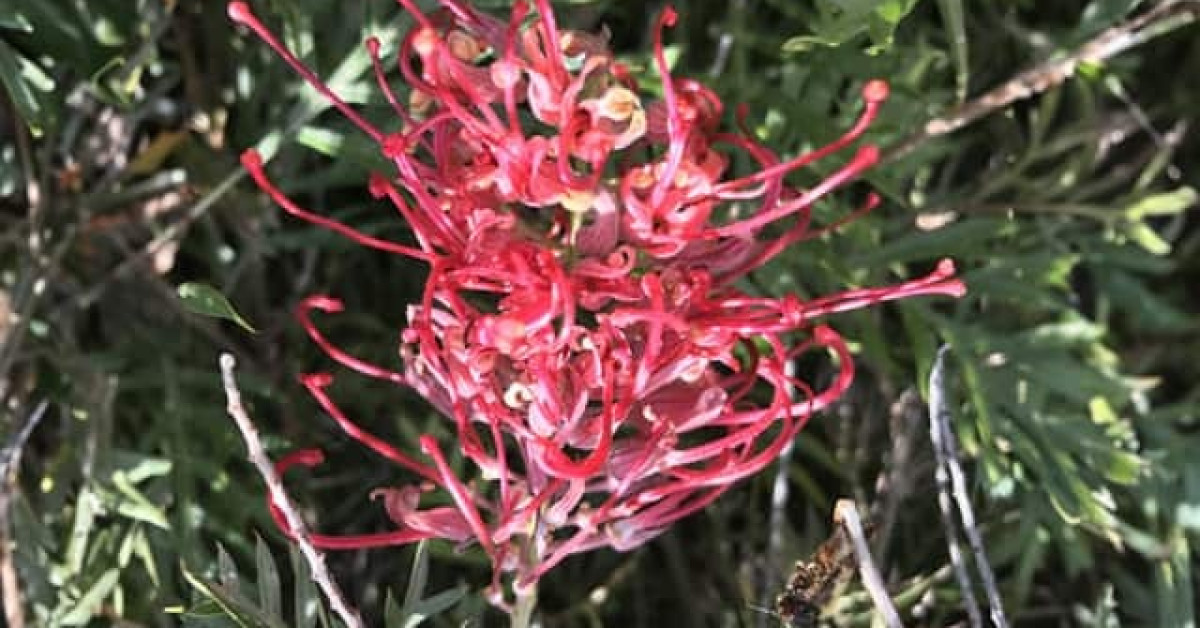 Robyn Gordon grevillea image