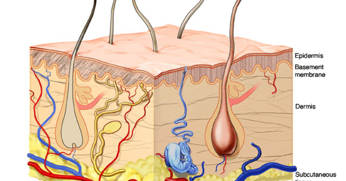 Skin structure image