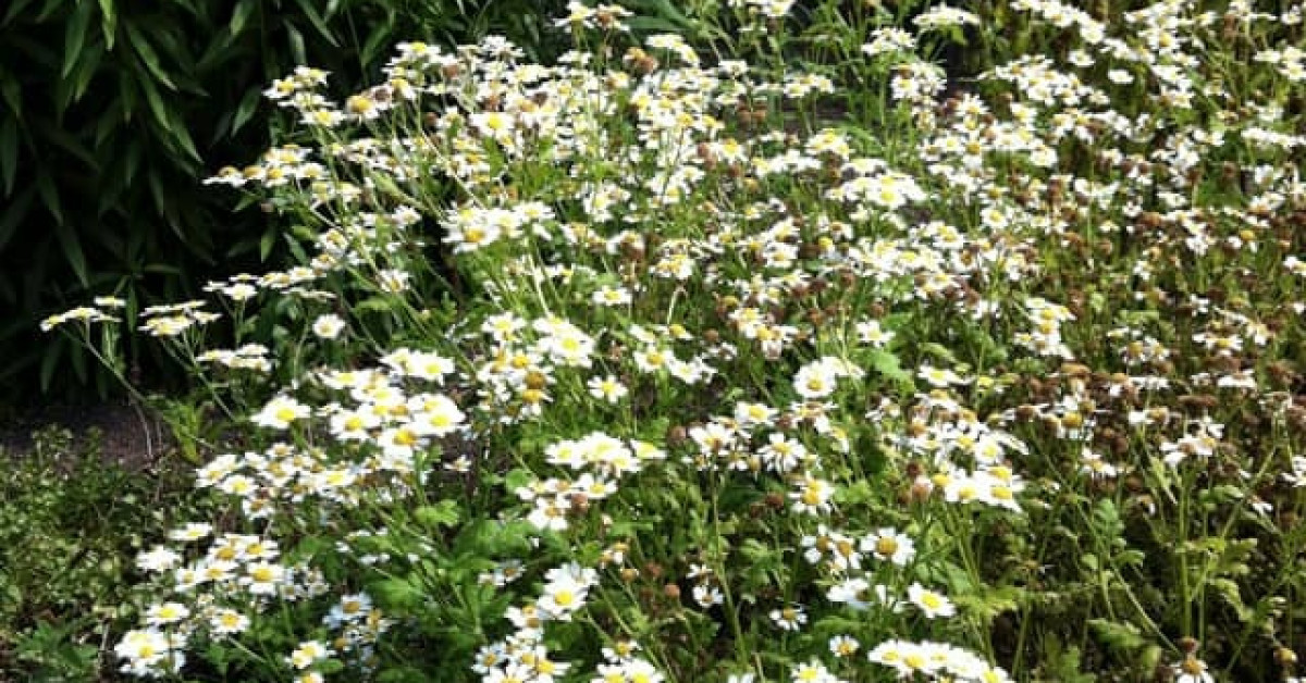Feverfew image