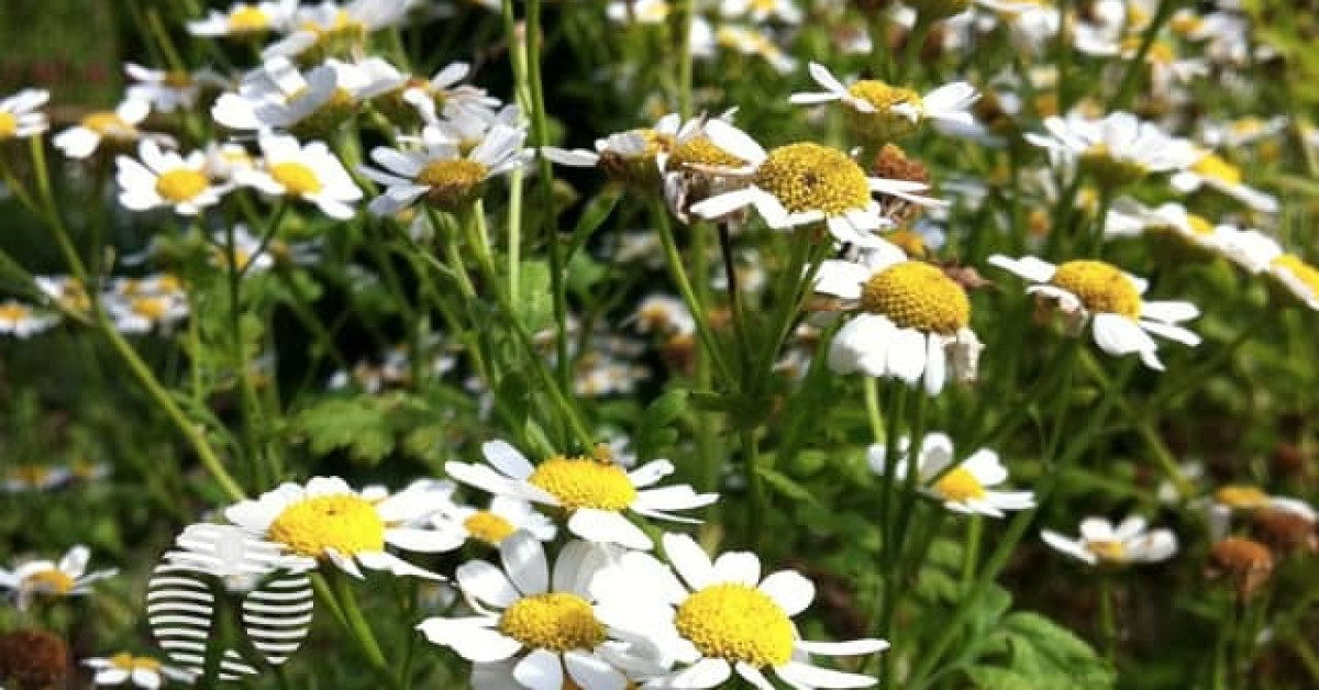 Feverfew image