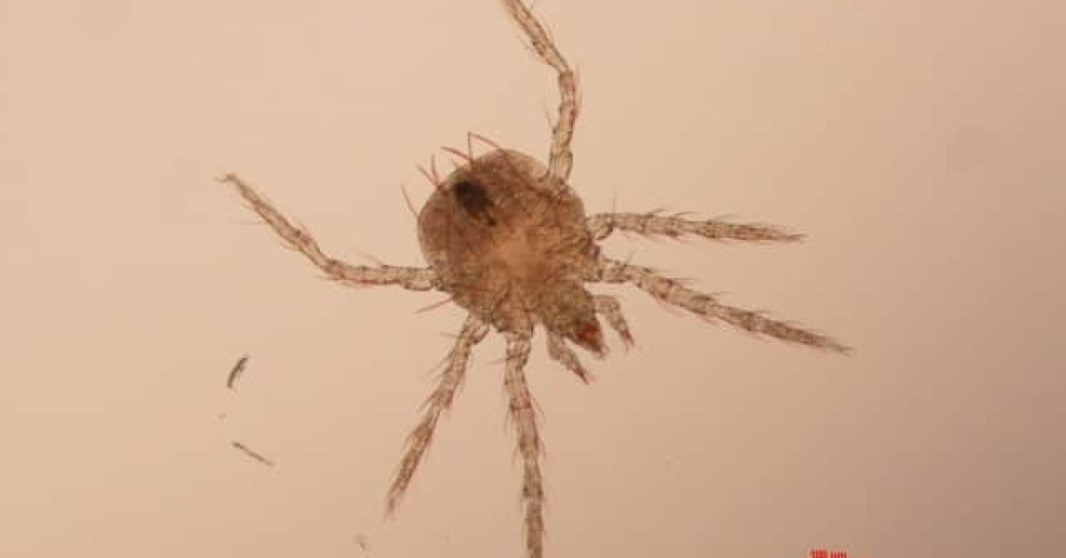 Trombiculid mite image