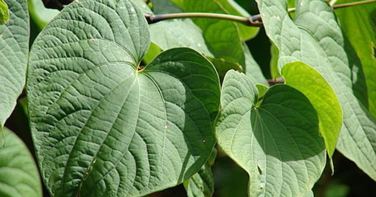 Kava leaves image