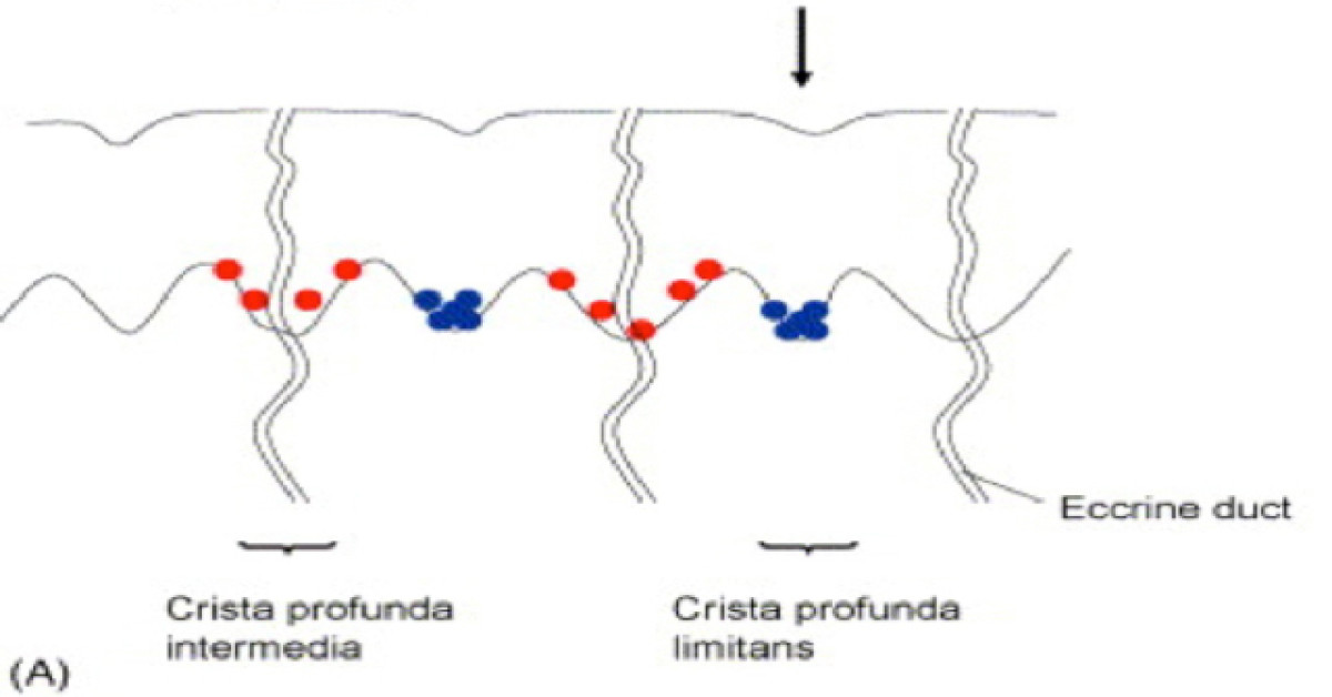 acral-diagram23.jpg image